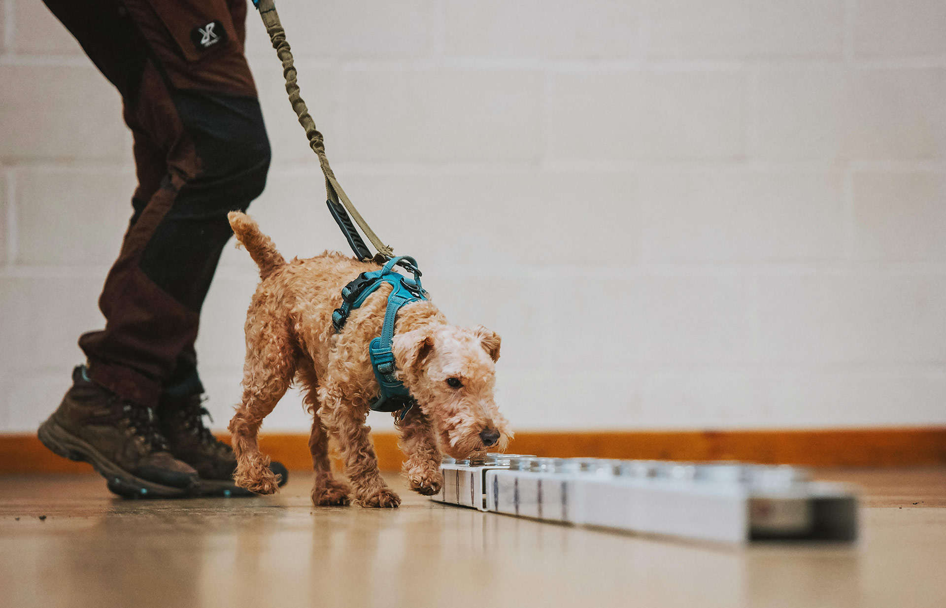 Scent Detection - Lucy Ward Dog Training